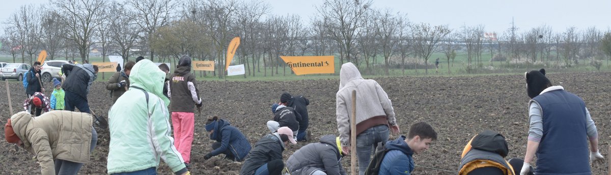 Peste 6 hectare de teren sunt în plantare în județele Timiș și Iași ...